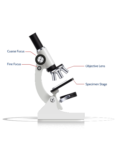 Lab: Using a Microscope